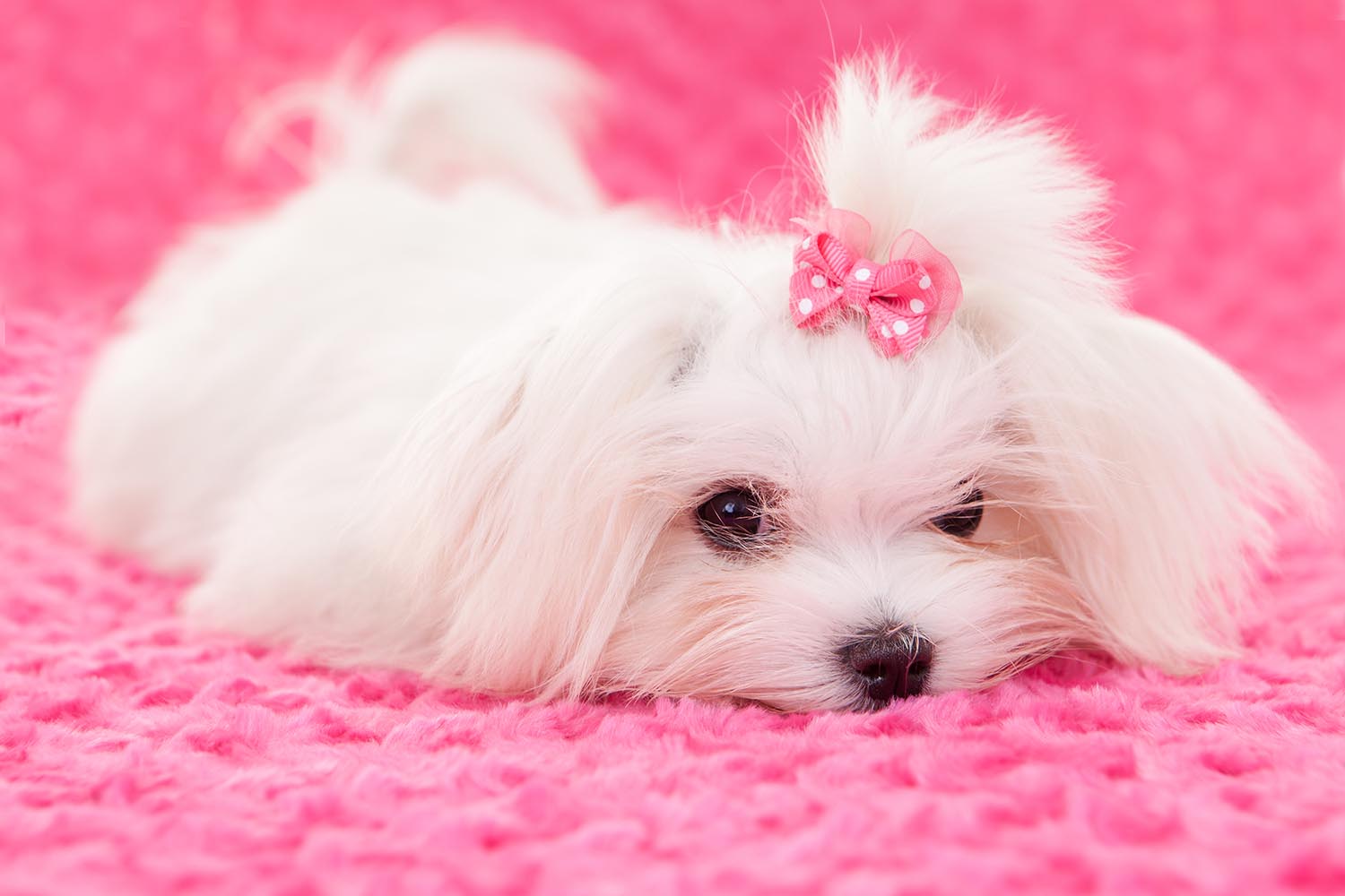 pedigree maltese dog - Perfectly Posh Paws