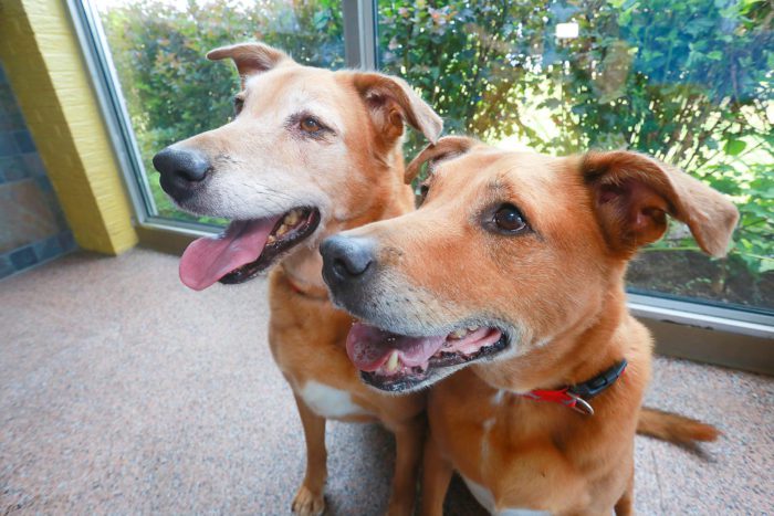 Perfectly Posh Paws Rescue - Perfectly Posh Paws